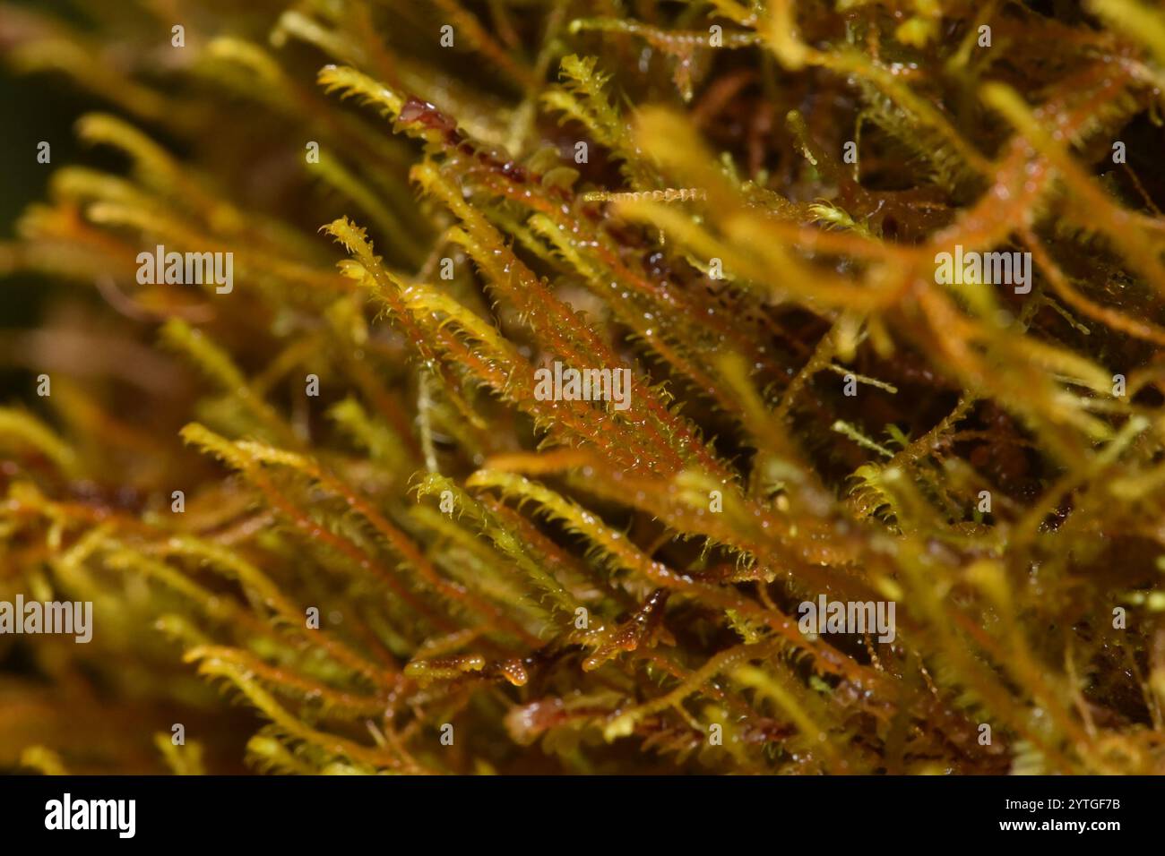 Bent Scissor-leaved Liverwort (Herbertus aduncus Stock Photo - Alamy