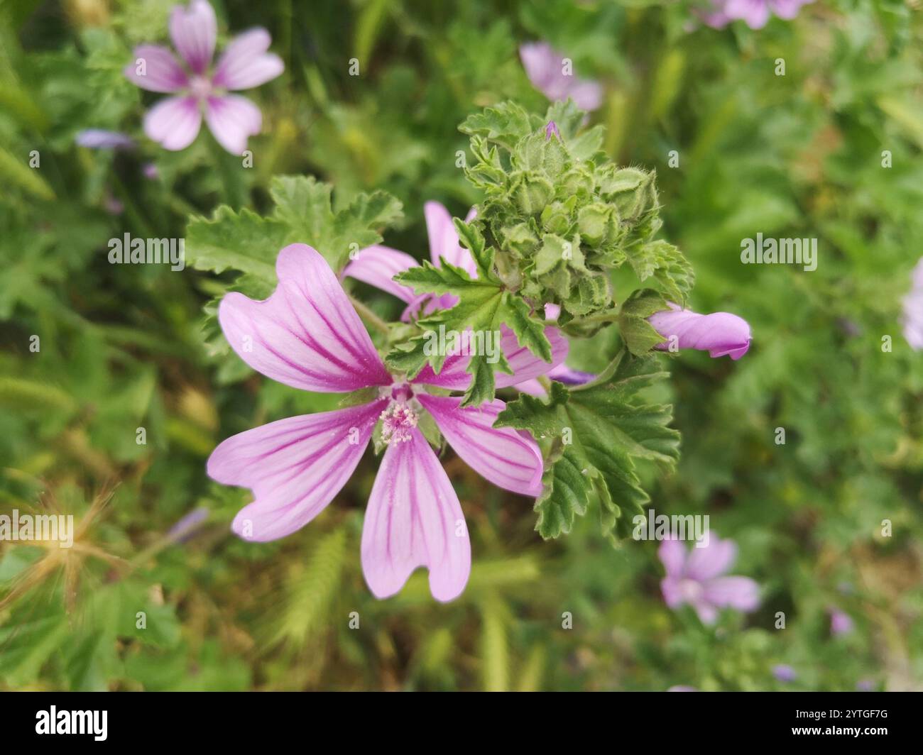 Common Mallow (Malva sylvestris Stock Photo - Alamy