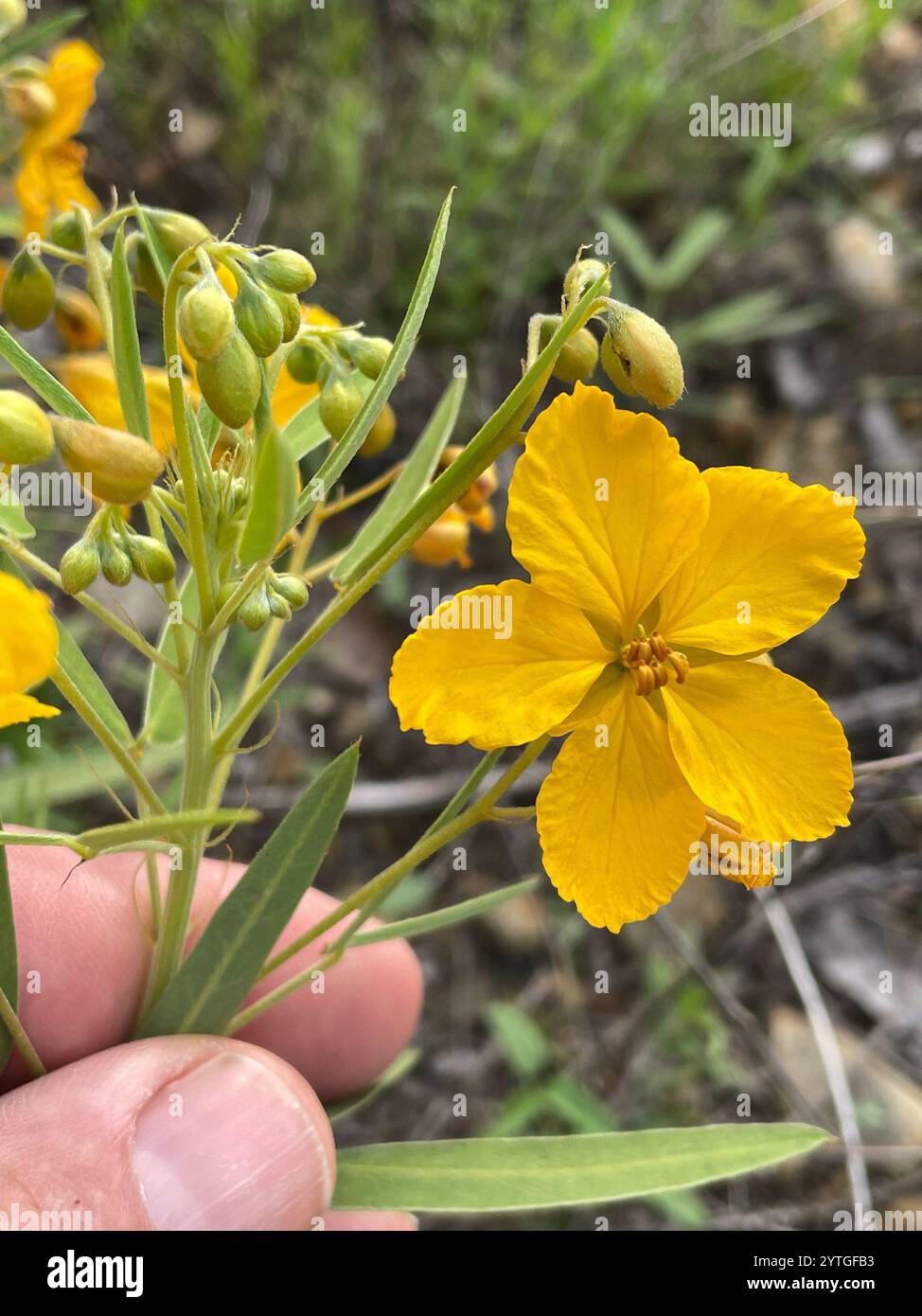 Two-leaved Senna (Senna roemeriana Stock Photo - Alamy