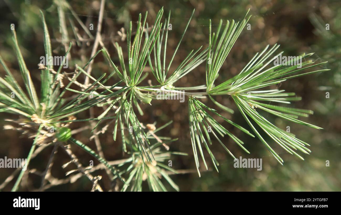 Zigzag Asparagus (Asparagus retrofractus Stock Photo - Alamy