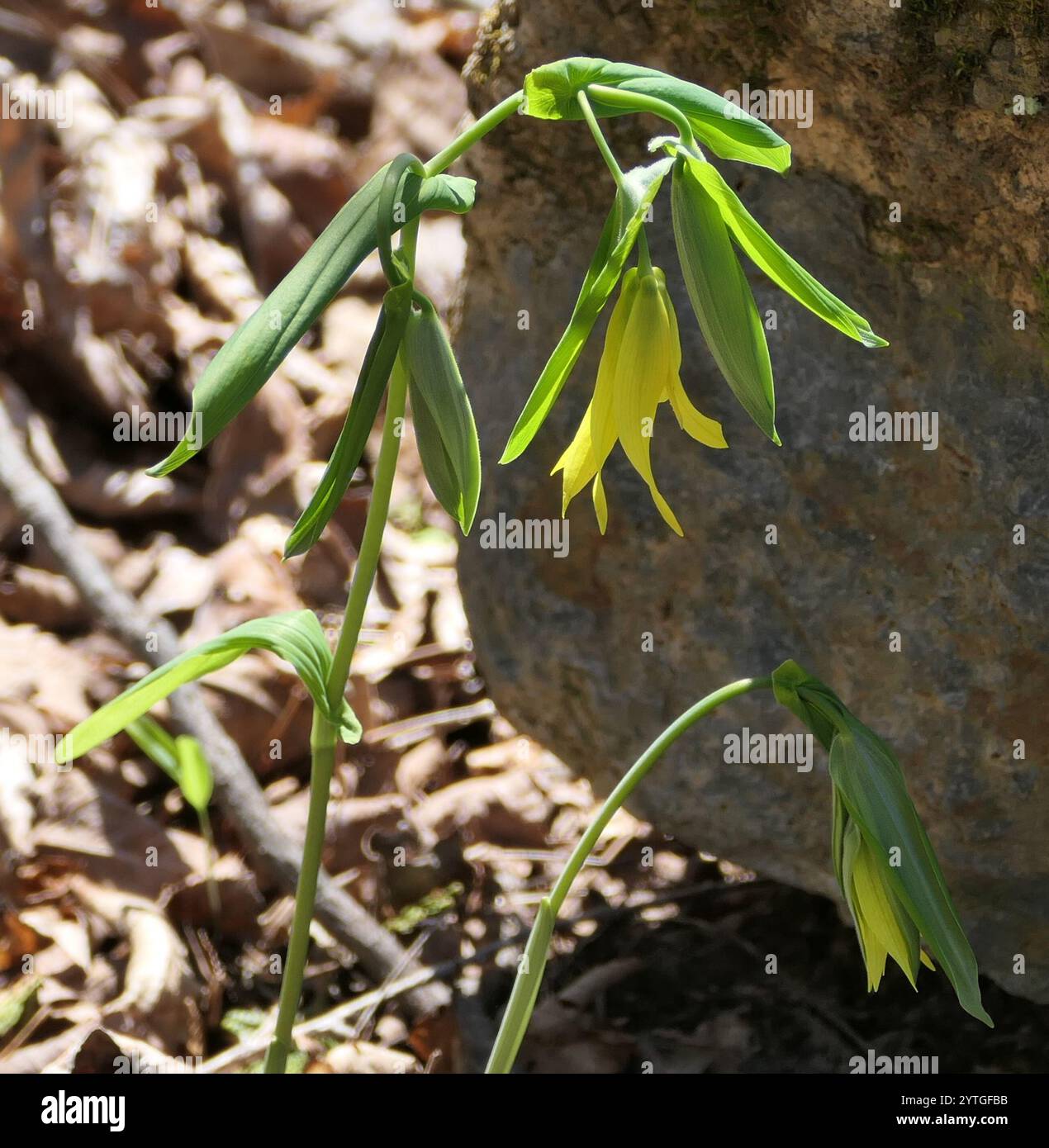 largeflower bellwort (Uvularia grandiflora Stock Photo - Alamy