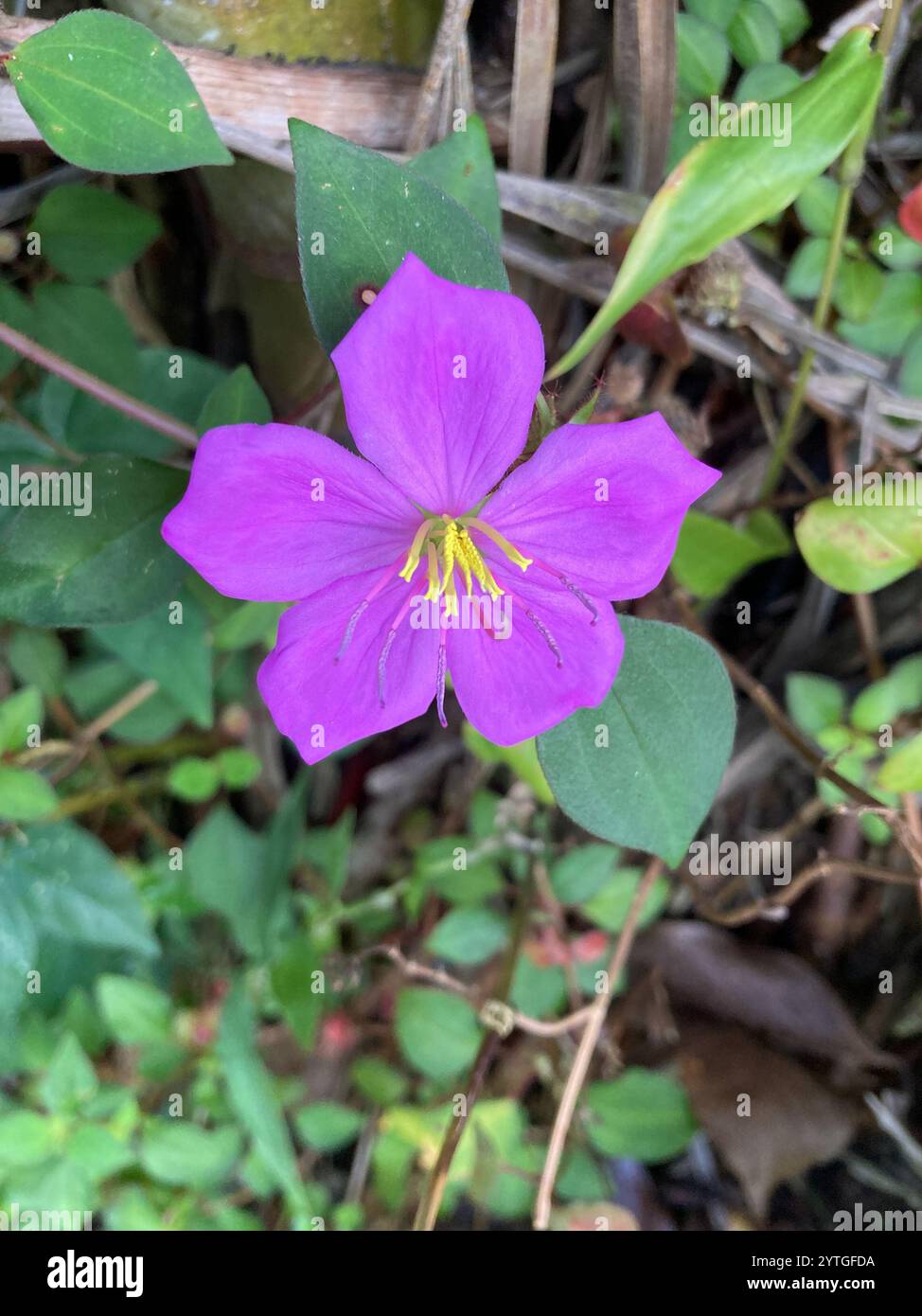 Spanish Shawl (Heterotis rotundifolia Stock Photo - Alamy