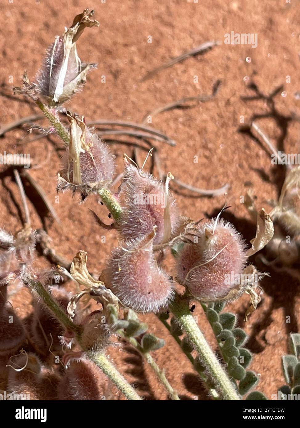 Woolly Locoweed (Astragalus mollissimus Stock Photo - Alamy