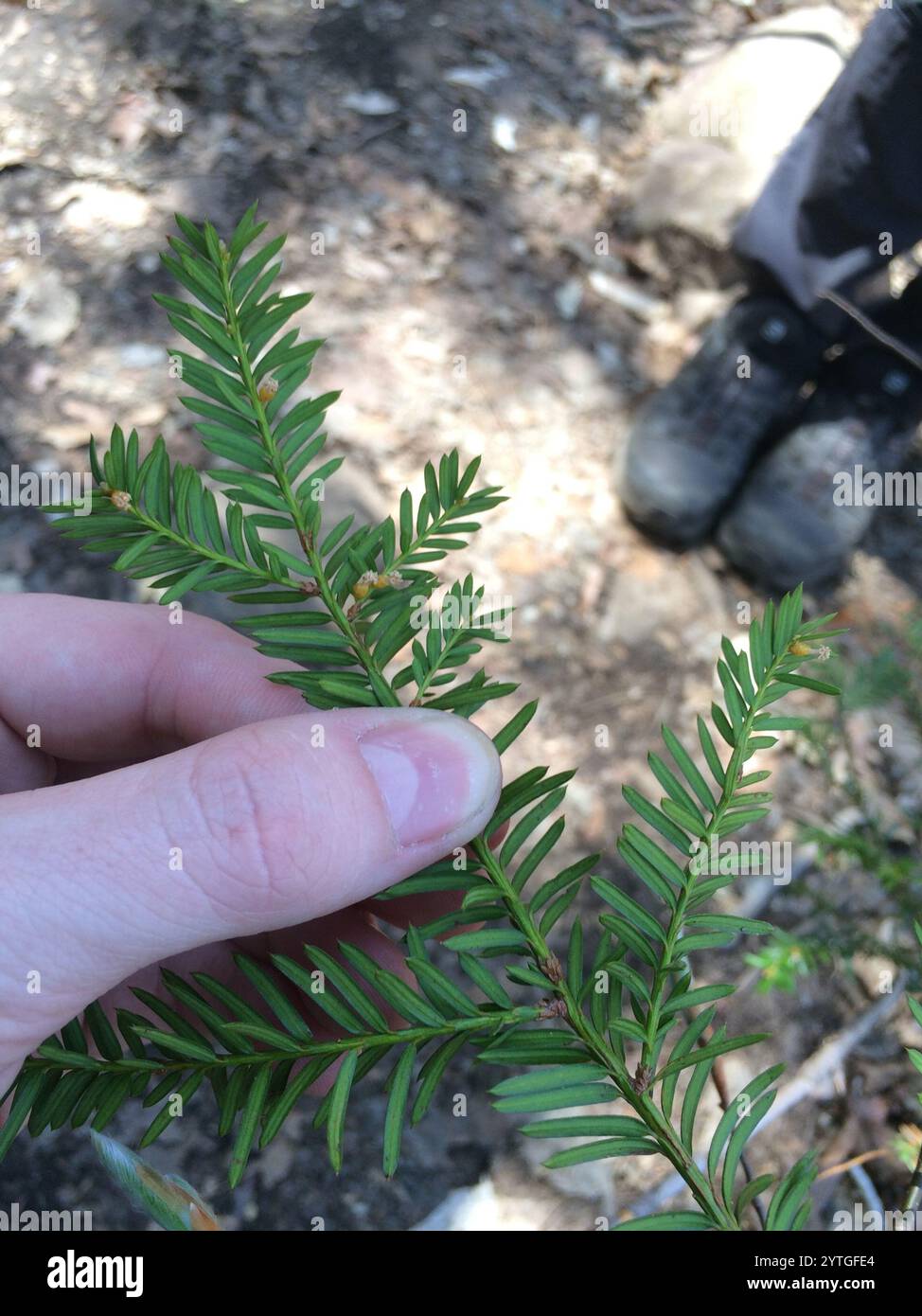 Canada yew (Taxus canadensis Stock Photo - Alamy