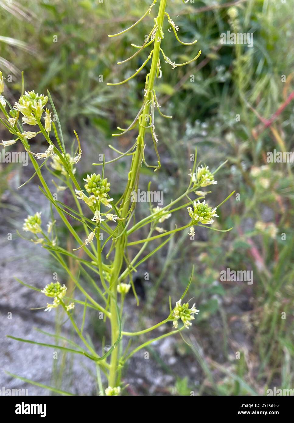 California mustard (Caulanthus lasiophyllus Stock Photo - Alamy