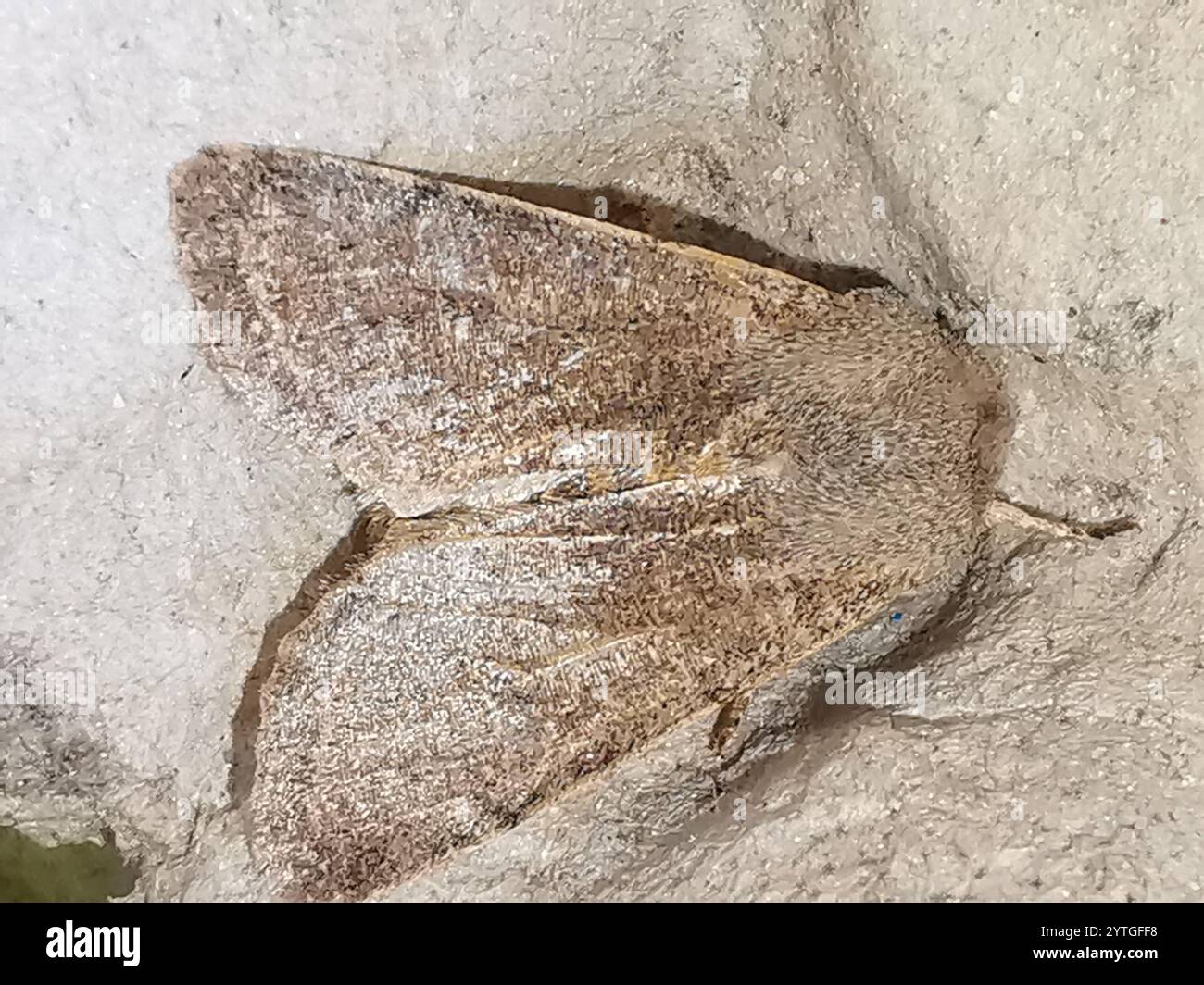 Clouded Drab (Orthosia incerta Stock Photo - Alamy