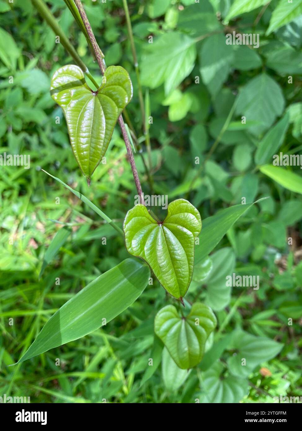 Chinese yam (Dioscorea polystachya Stock Photo - Alamy