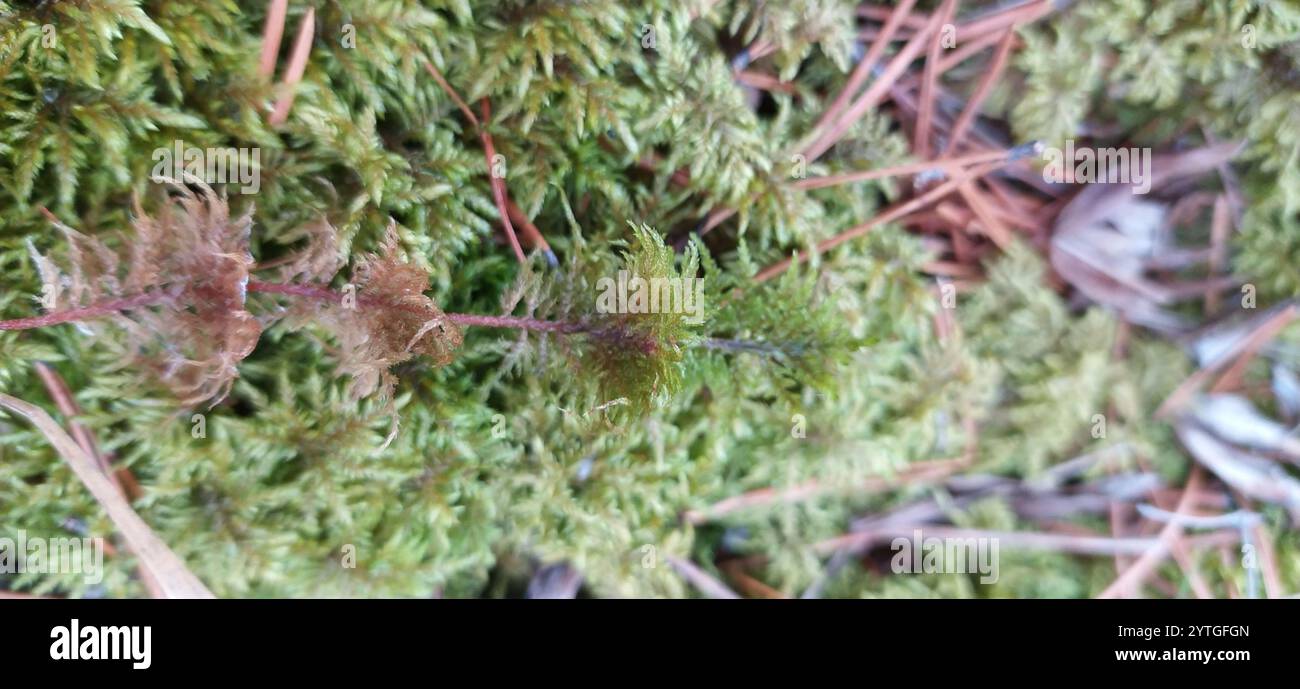 stairstep moss (Hylocomium splendens Stock Photo - Alamy