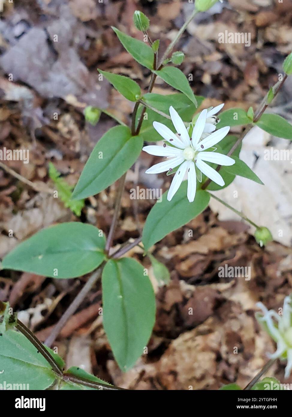 star chickweed (Stellaria pubera Stock Photo - Alamy