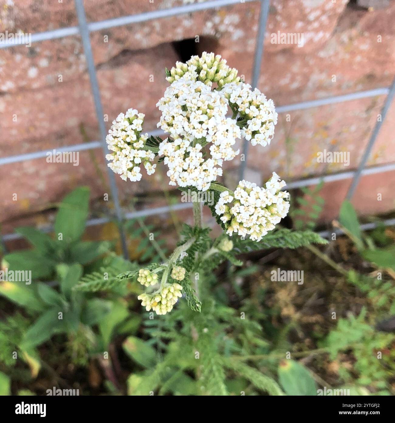 common yarrow (Achillea millefolium Stock Photo - Alamy