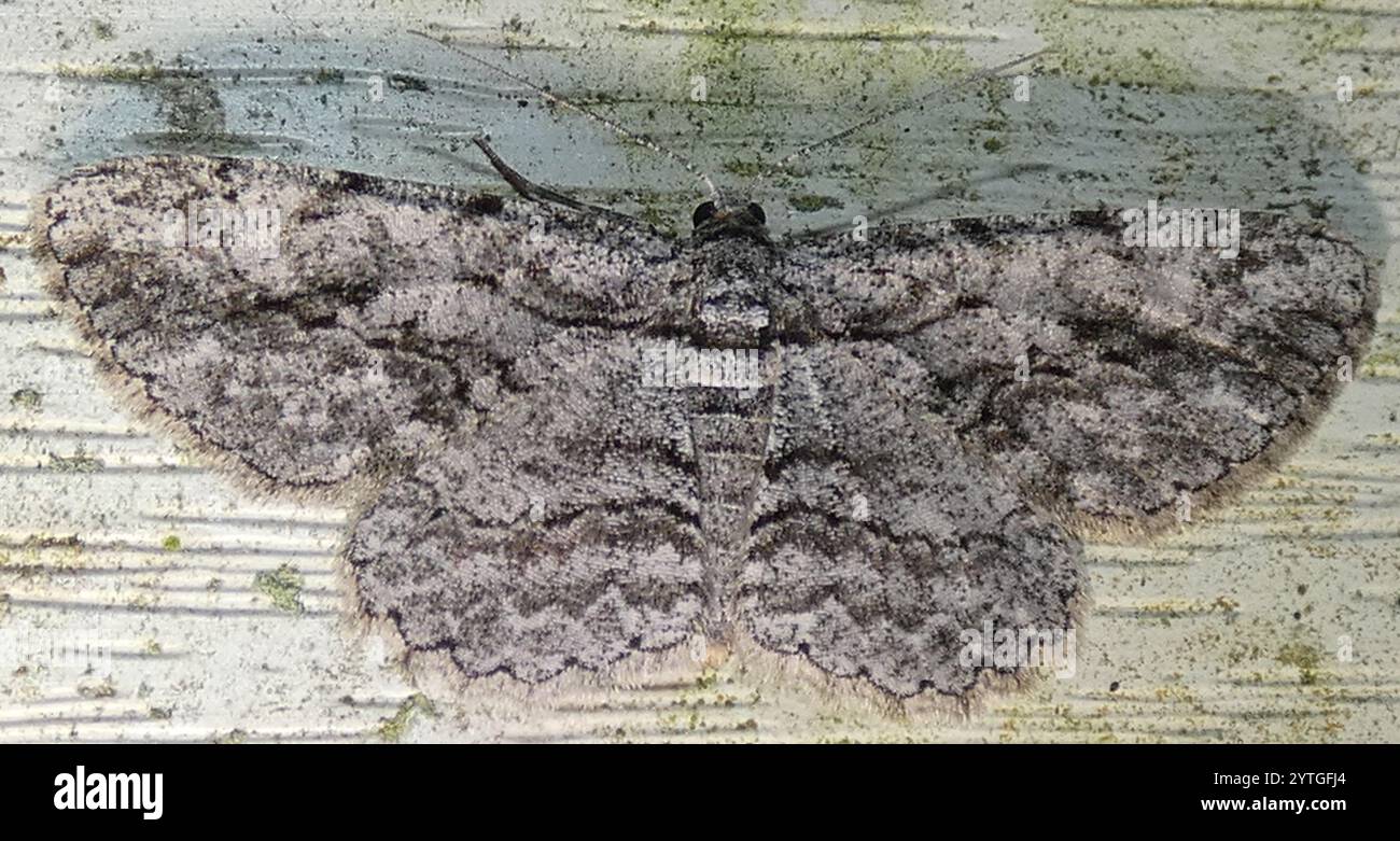 North American Common Gray (Anavitrinella pampinaria Stock Photo - Alamy