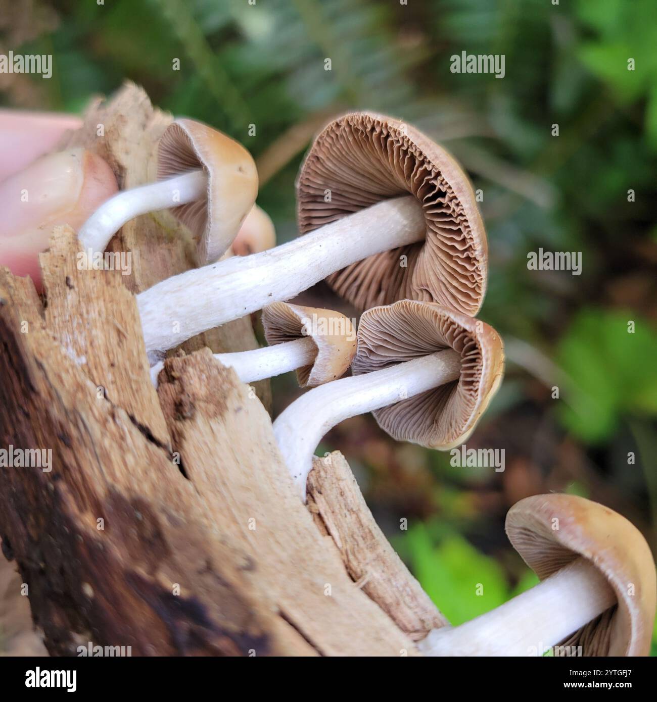 Common Stump Brittlestem (Psathyrella piluliformis Stock Photo - Alamy