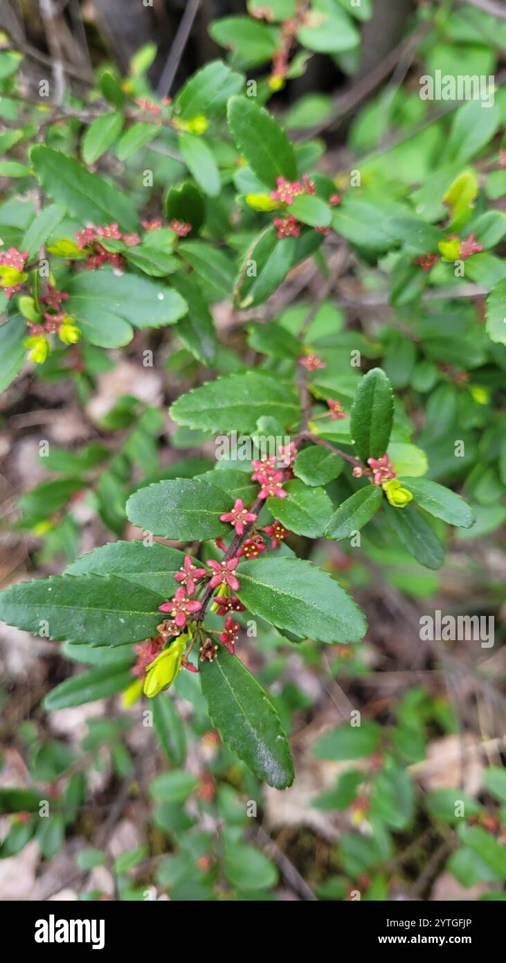 Oregon Boxwood (Paxistima myrsinites Stock Photo - Alamy