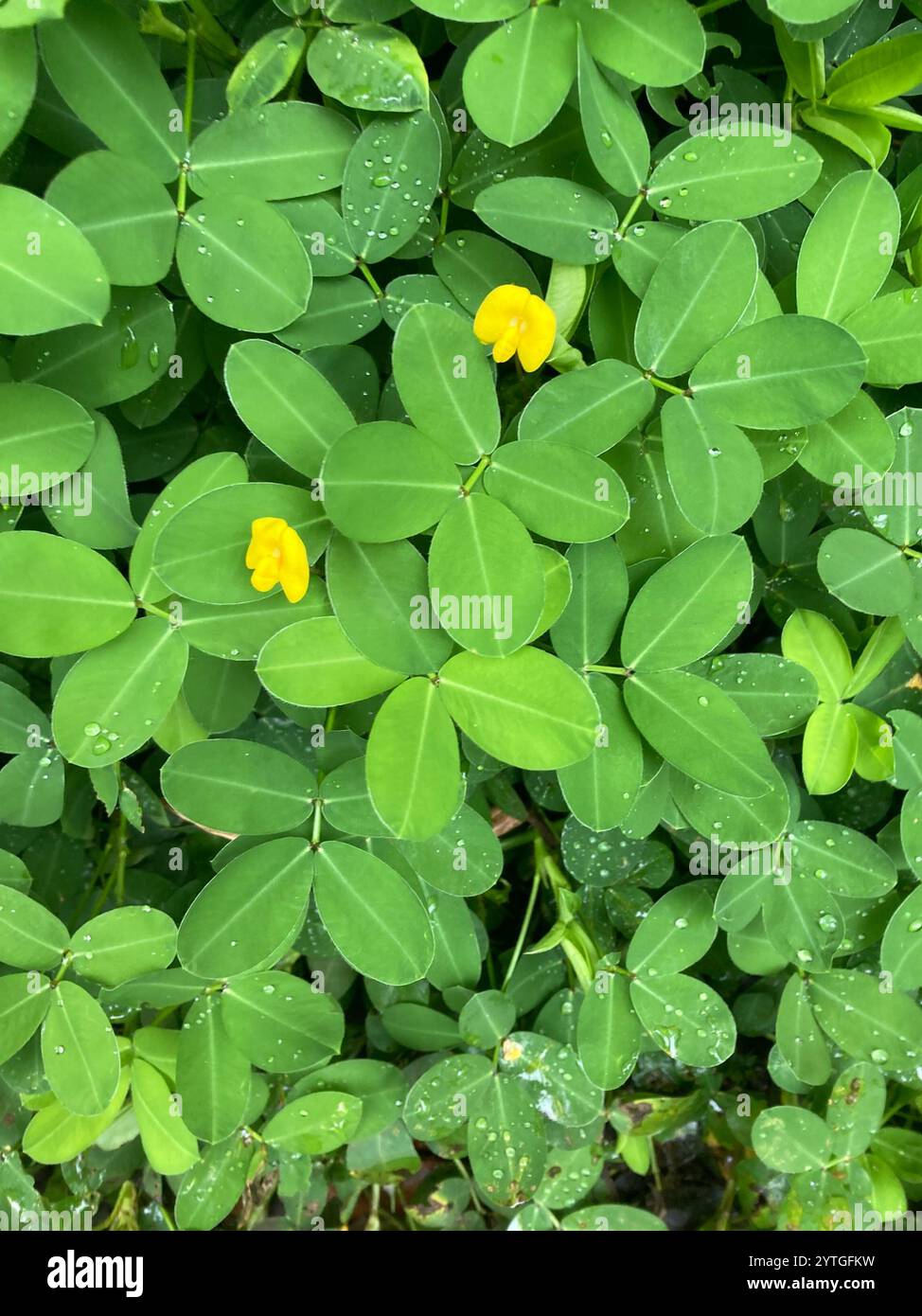 creeping peanut (Arachis repens Stock Photo - Alamy
