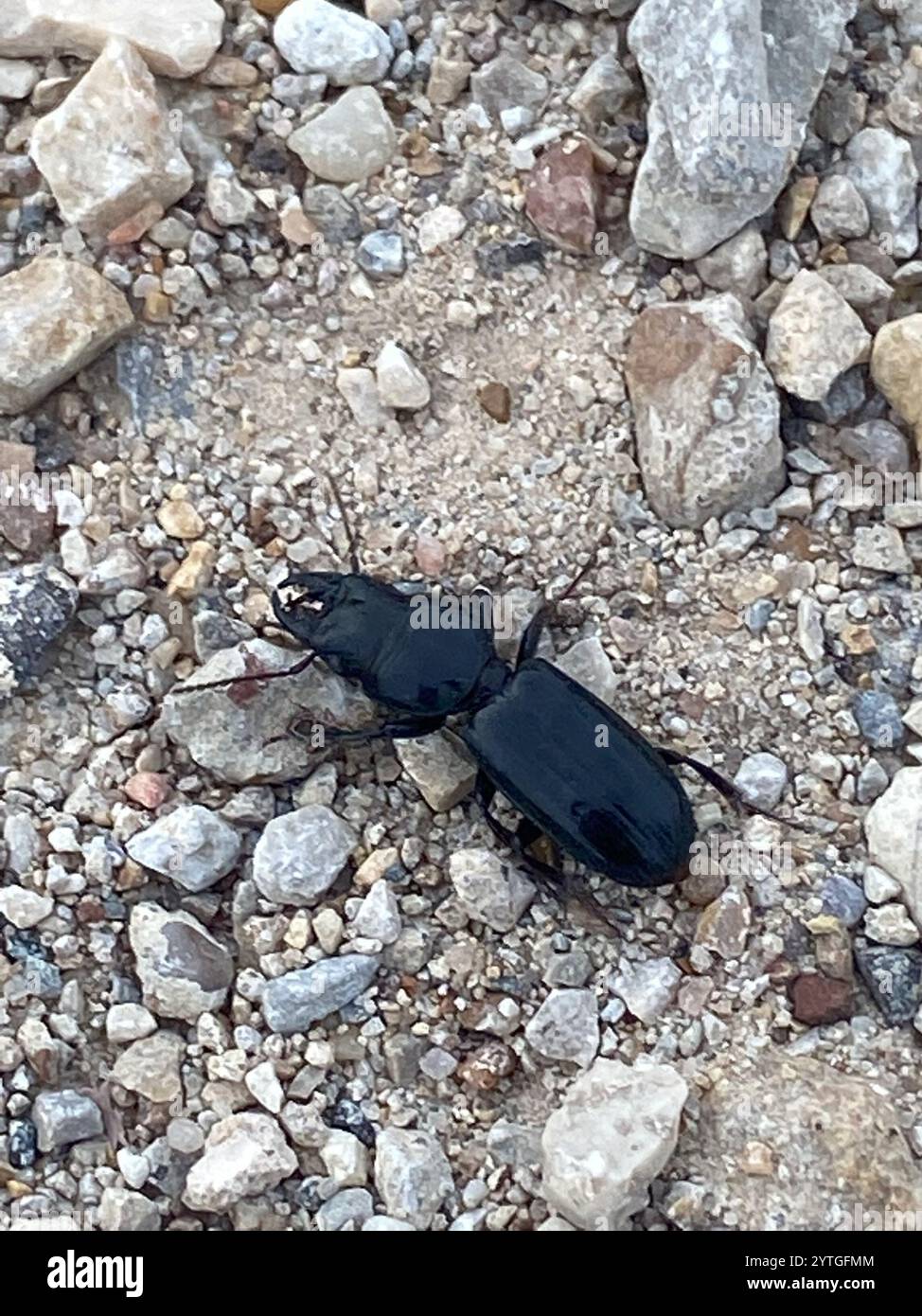 Big-headed Ground Beetle (Scarites subterraneus Stock Photo - Alamy