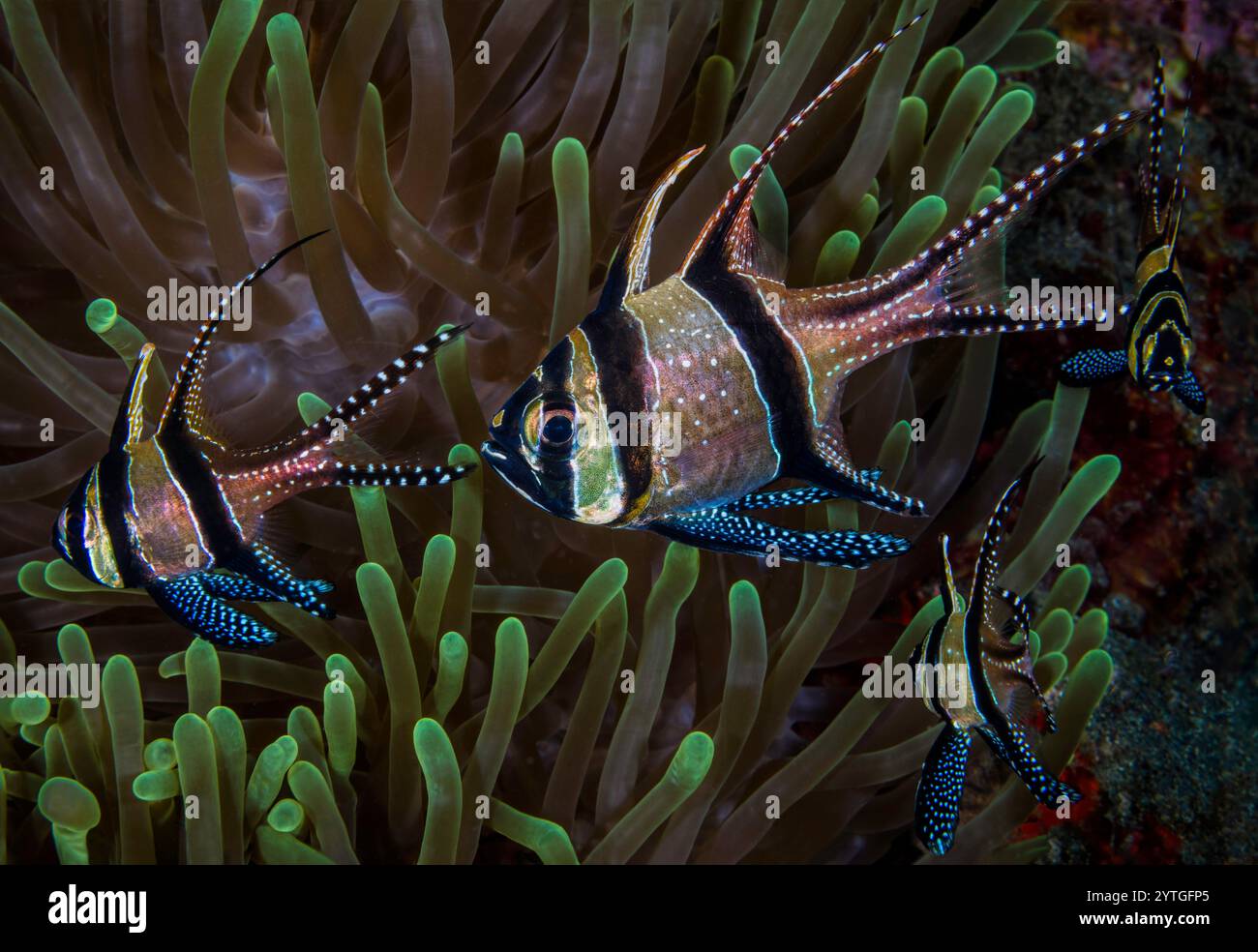 Eye level with a group of Banggai Cardinalfish (Pterapogon kauderni ...