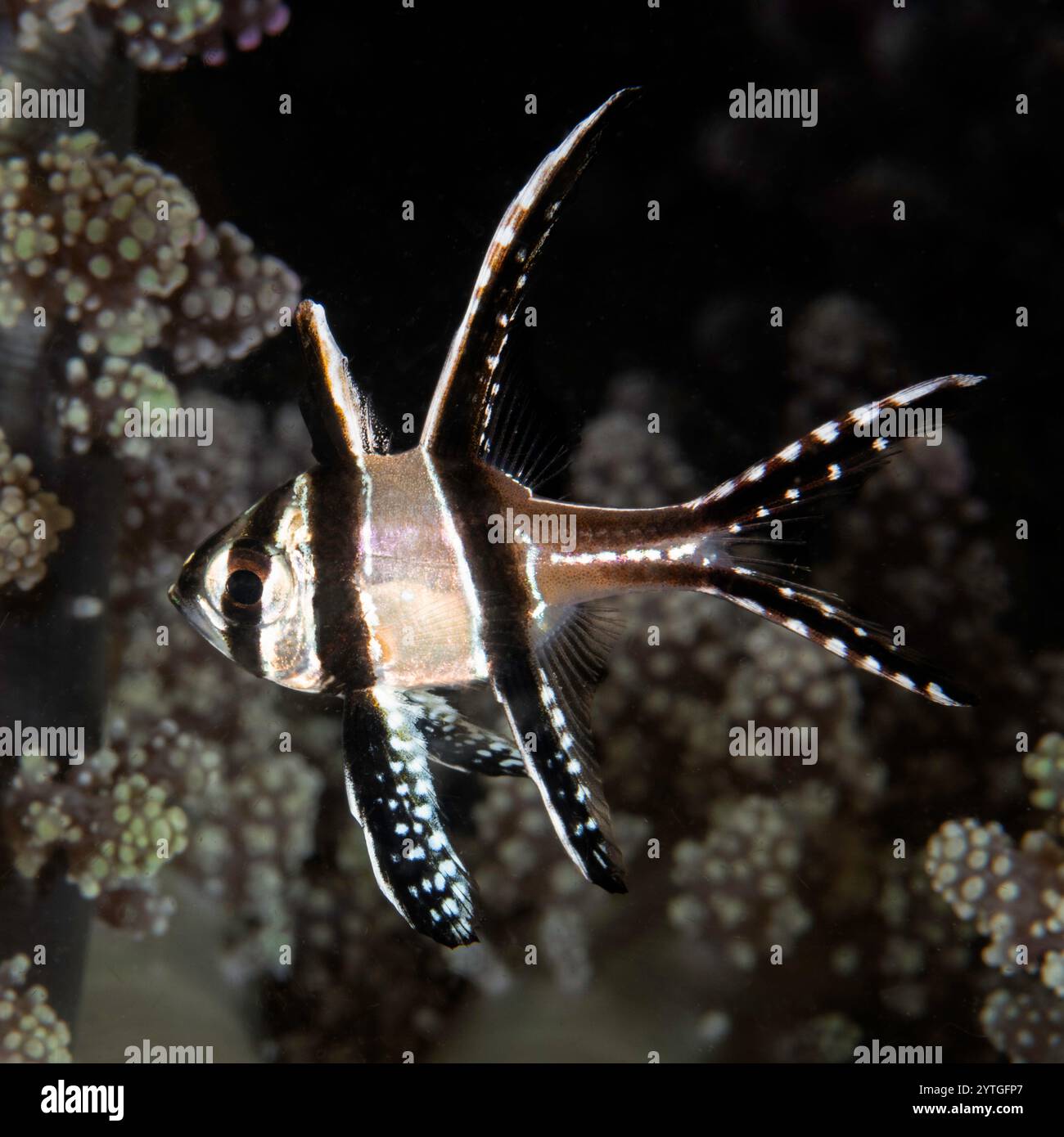 Eye level with a Banggai Cardinalfish (Pterapogon kauderni). Soft coral ...