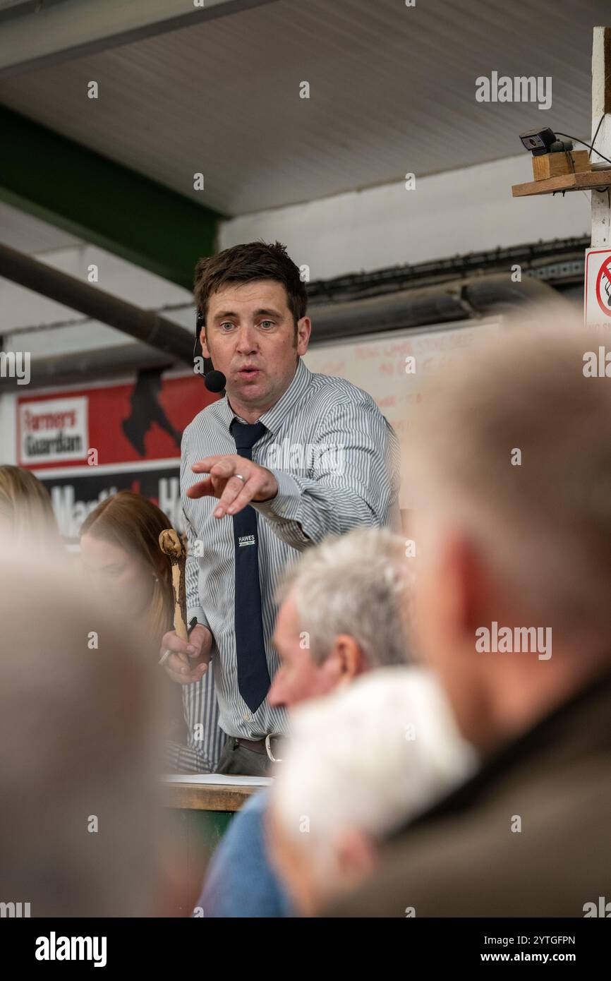 Sale of North of England mule gimmer lambs at Hawes, North Yorkshire ...