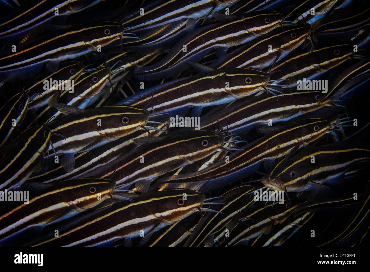 Plotosus lineatus tropical diving underwater photography hi-res stock ...