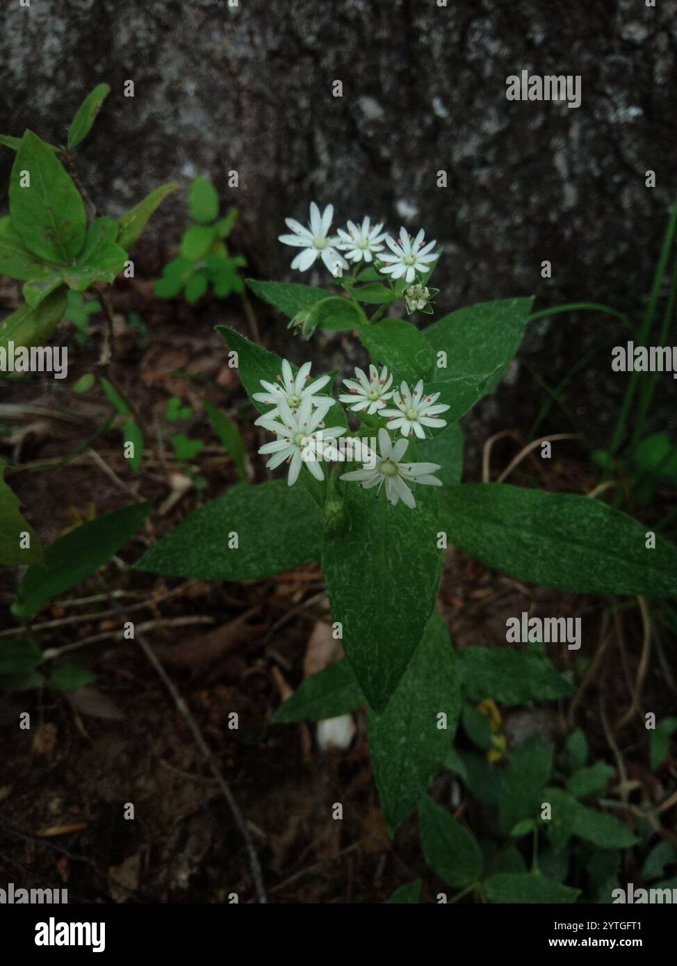 star chickweed (Stellaria pubera Stock Photo - Alamy