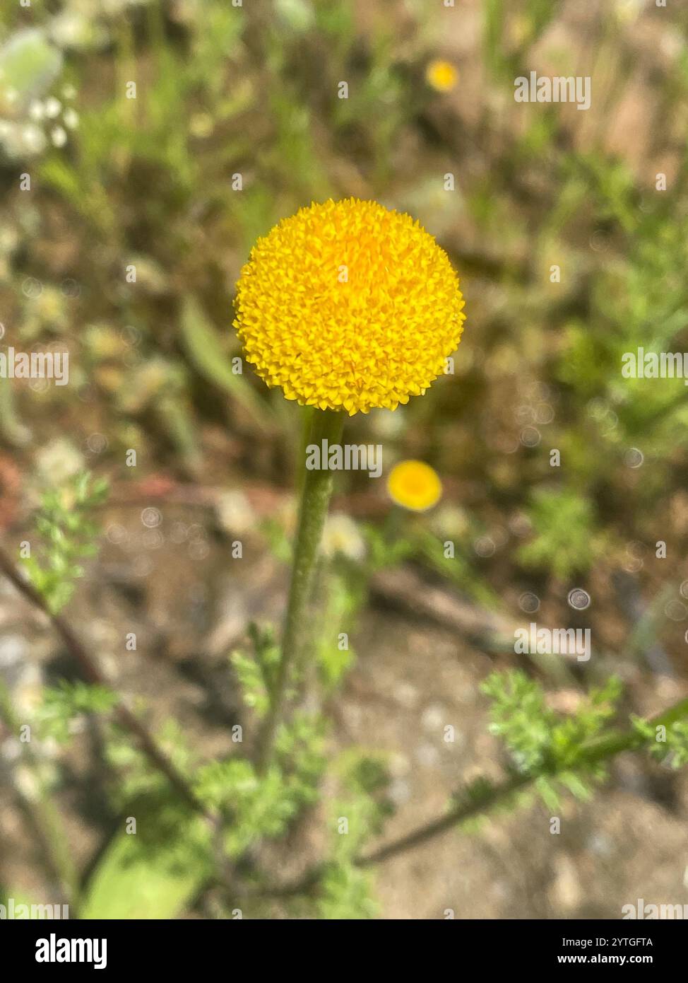 Lavender-cotton (Santolina chamaecyparissus Stock Photo - Alamy