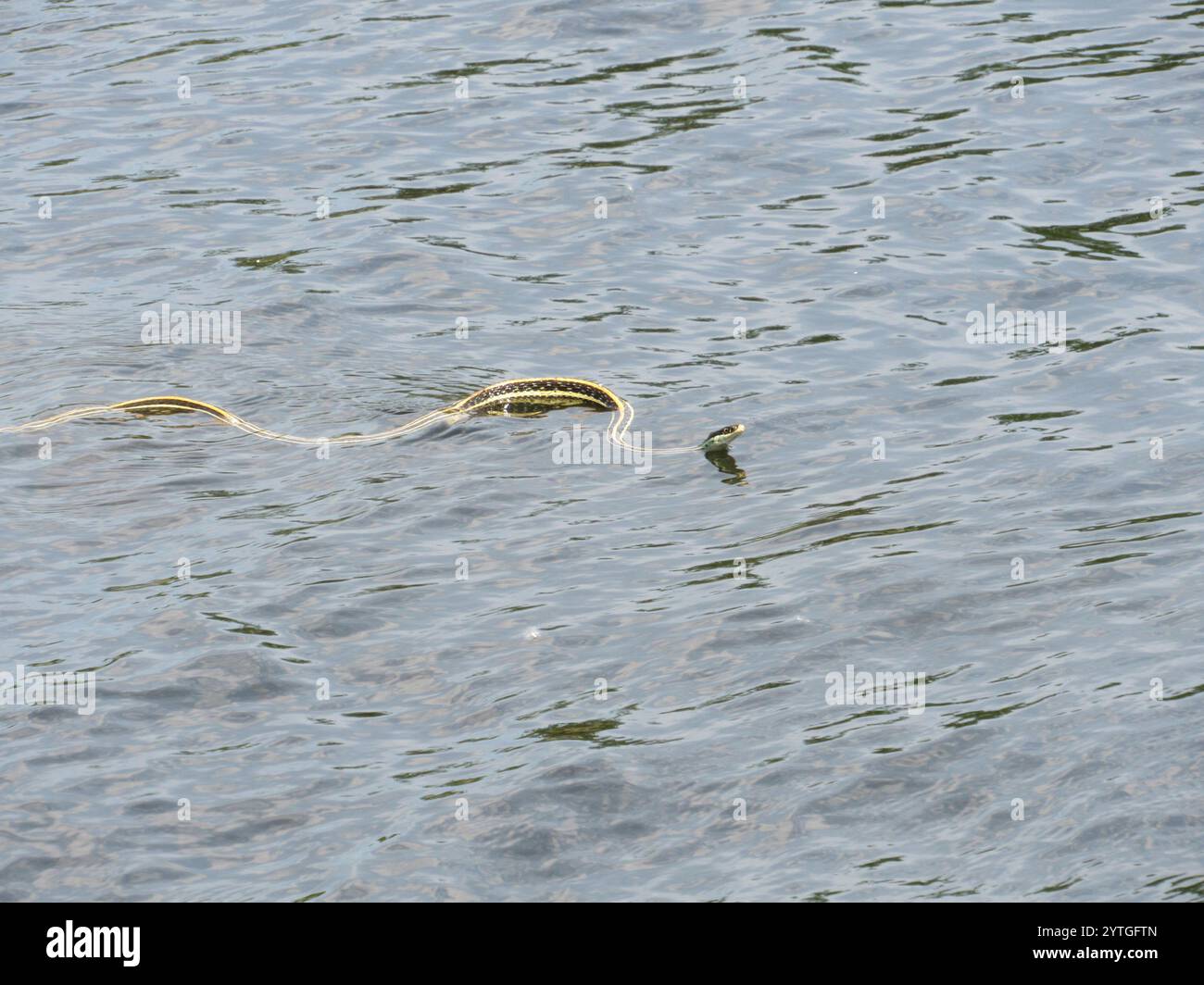 Western Ribbon Snake (Thamnophis proximus Stock Photo - Alamy