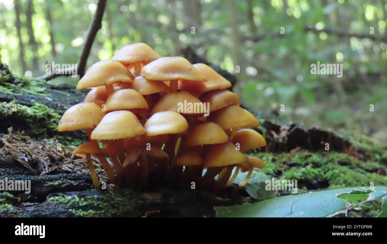 orange mycena (Mycena leaiana Stock Photo - Alamy