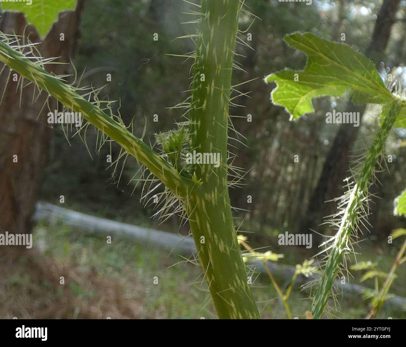 Texas Bull Nettle (Cnidoscolus texanus Stock Photo - Alamy
