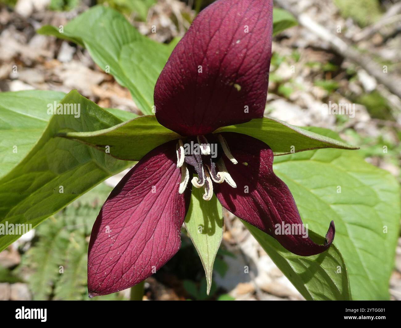 red trillium (Trillium erectum Stock Photo - Alamy