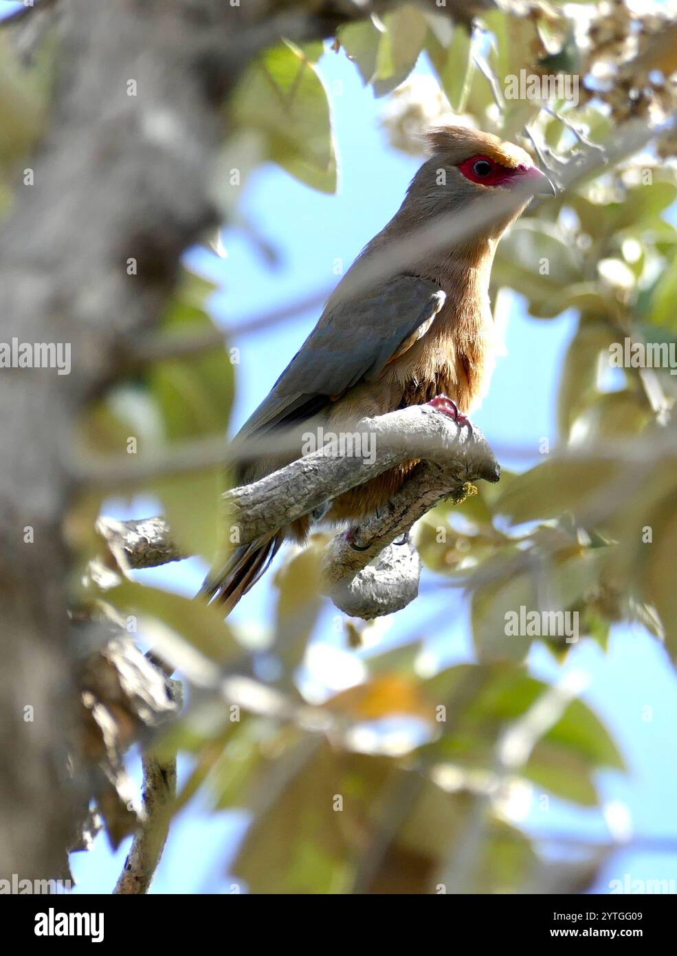 Urocolius indicus hi-res stock photography and images - Alamy
