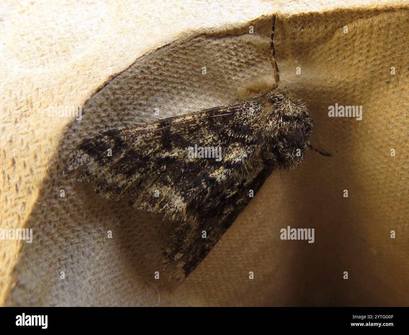 Brindled beauty moth lycia hirtaria hi-res stock photography and images ...