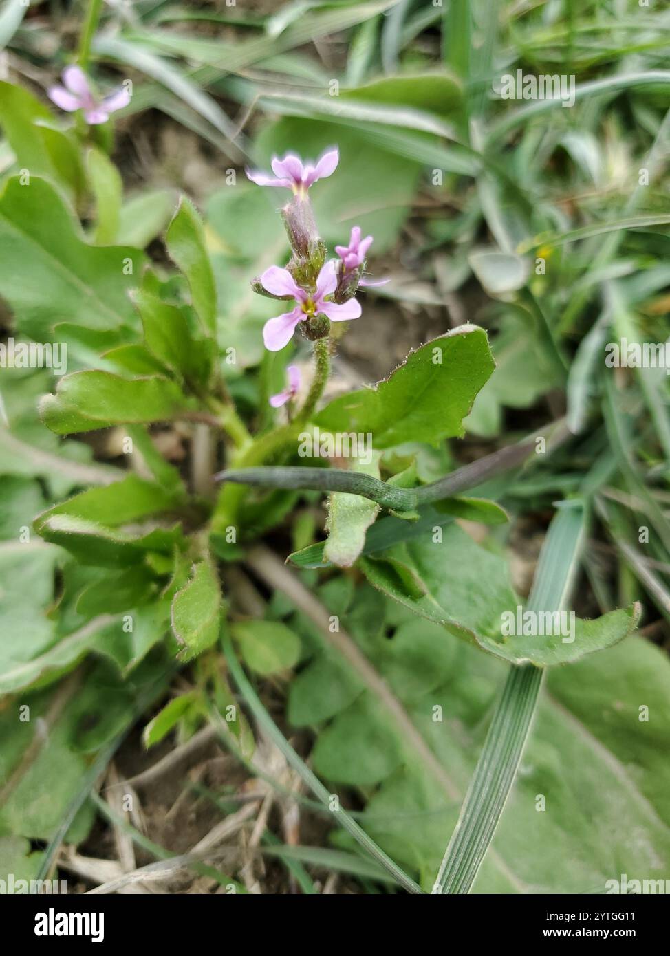 Chorispora tenella hi-res stock photography and images - Alamy