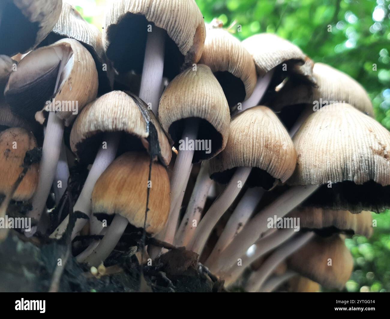 mica cap (Coprinellus micaceus Stock Photo - Alamy