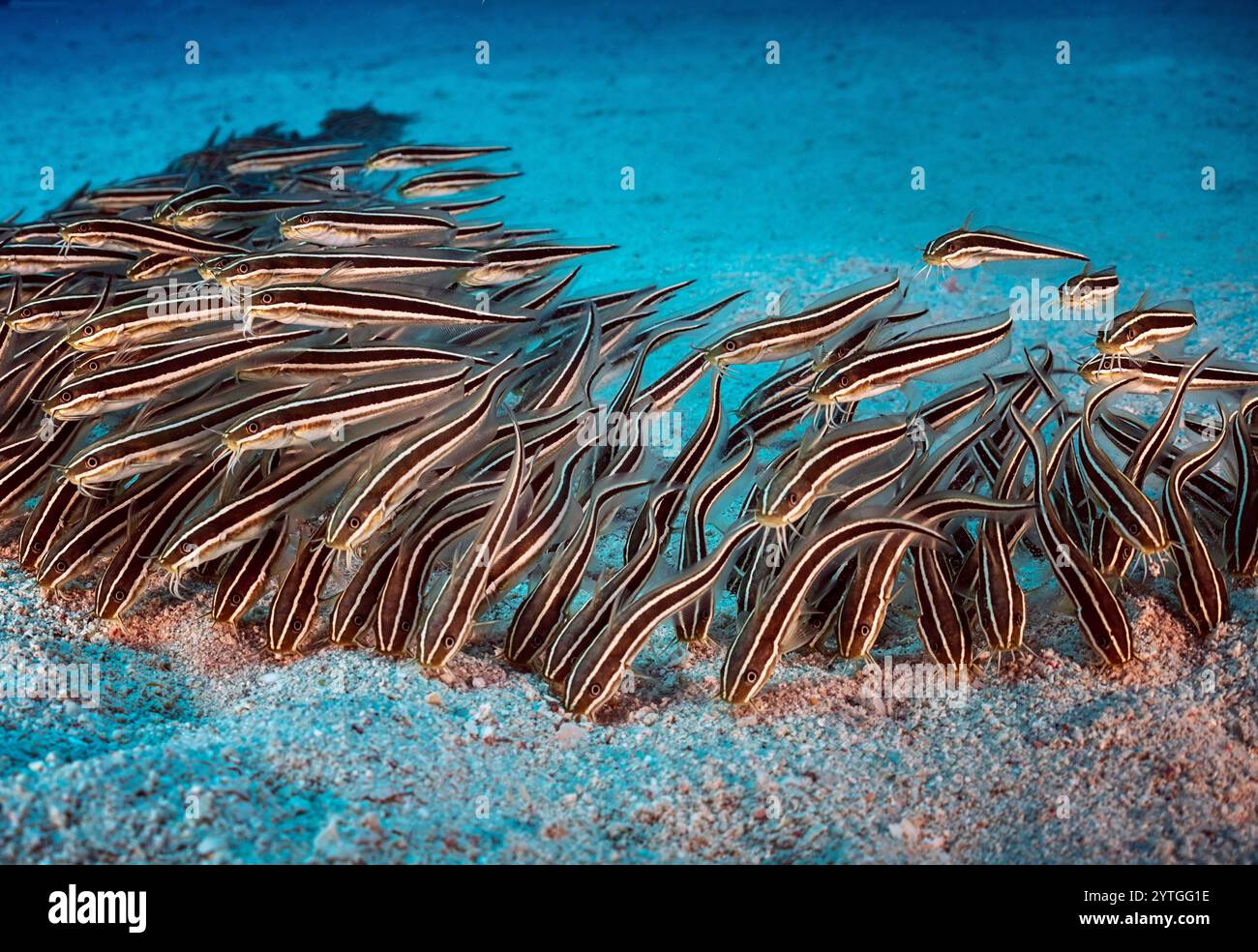 Coral catfish plotosus lineatus hi-res stock photography and images - Alamy