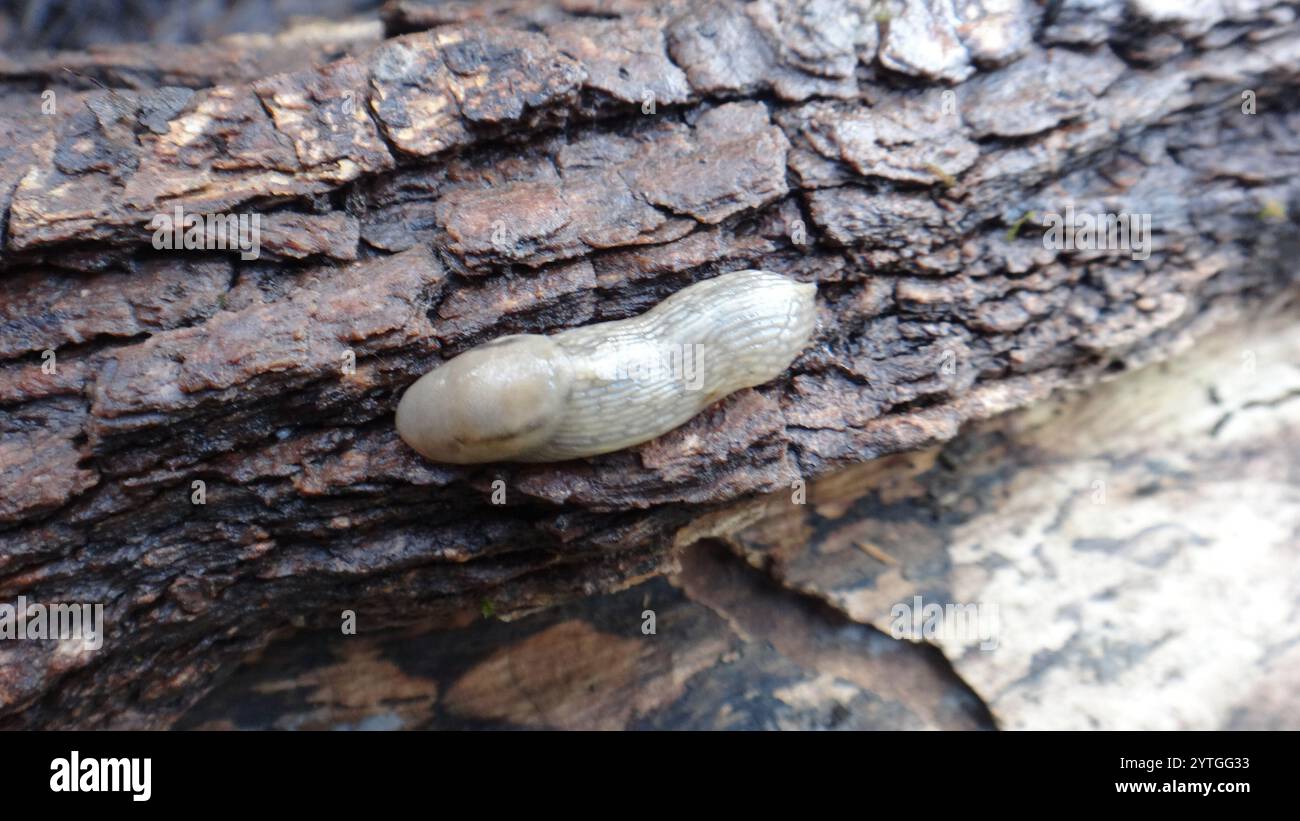 Tree slug (Lehmannia marginata Stock Photo - Alamy