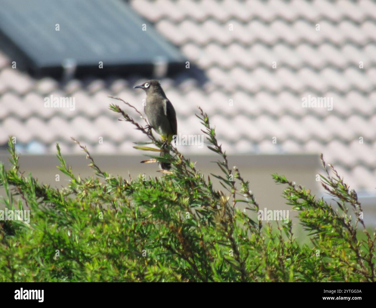 Cape Bulbul (Pycnonotus capensis Stock Photo - Alamy