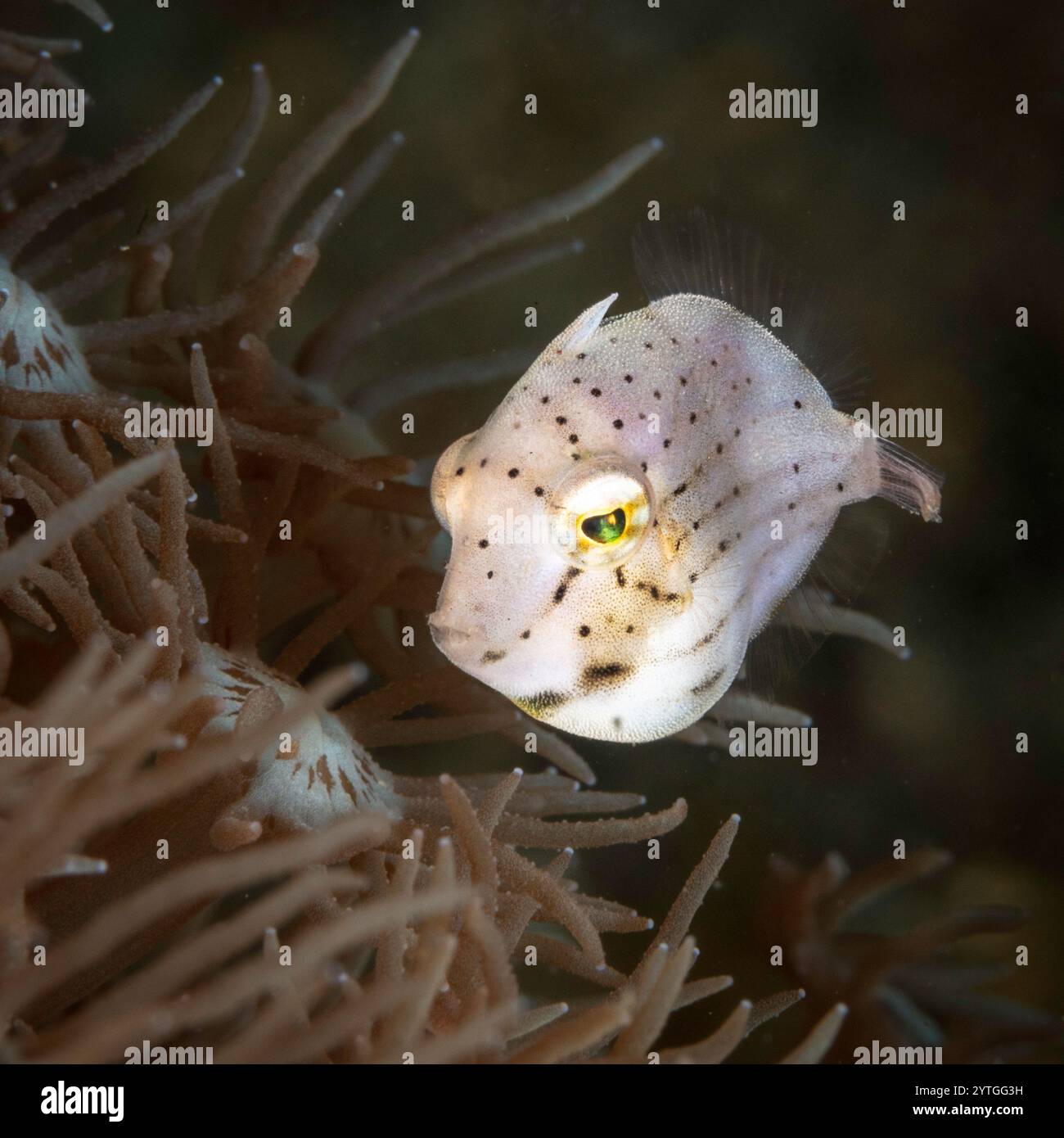 Eye level with a tiny White Filefish (Cantherhines dumerilii Stock ...