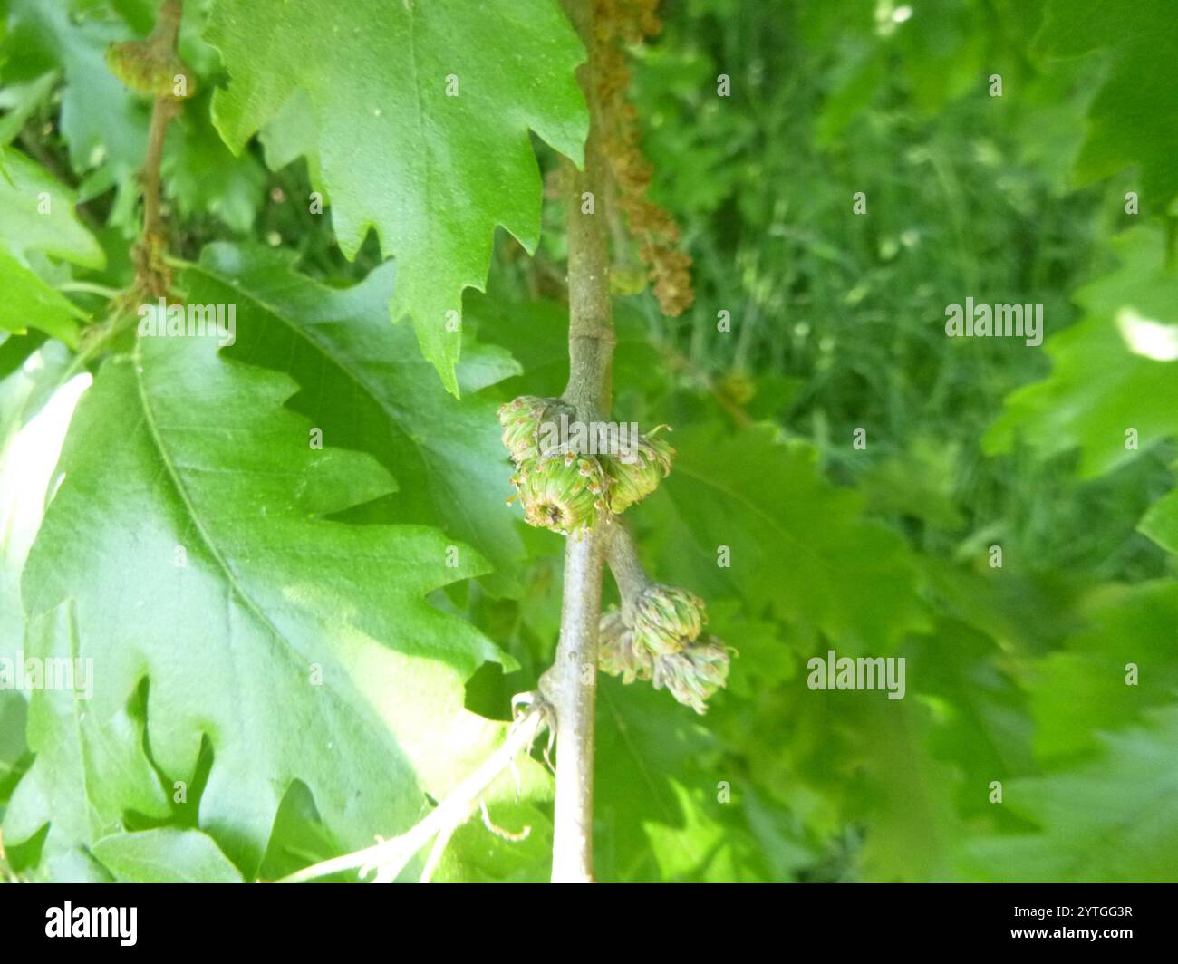 Turkey Oak (Quercus cerris Stock Photo - Alamy