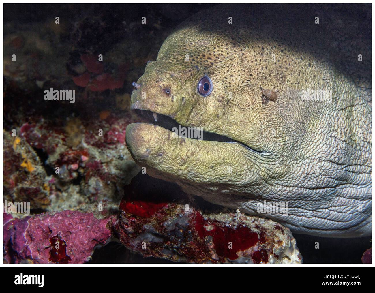Animals in the seascape Cut Out Stock Images & Pictures - Alamy
