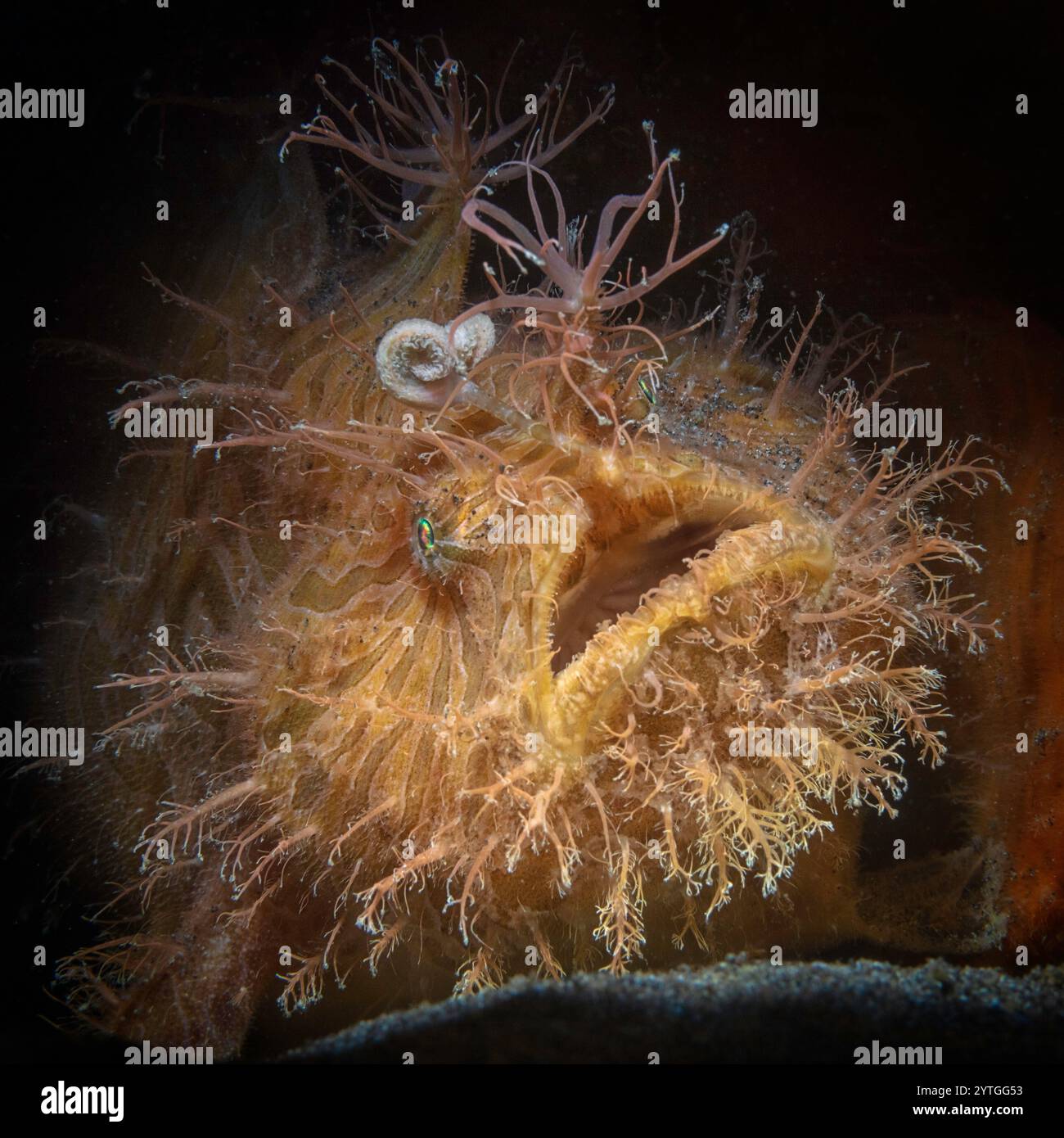 Eye level with a Hairy Frogfish (Antennarius striatus) sat on the ocean ...