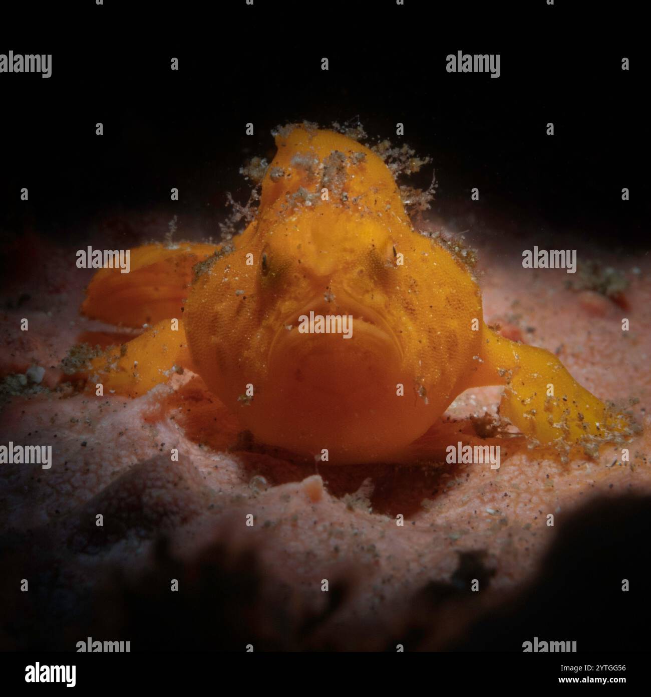 Eye level with a Ocellated Frogfish (Fowlerichthys ocellatus) sat on ...