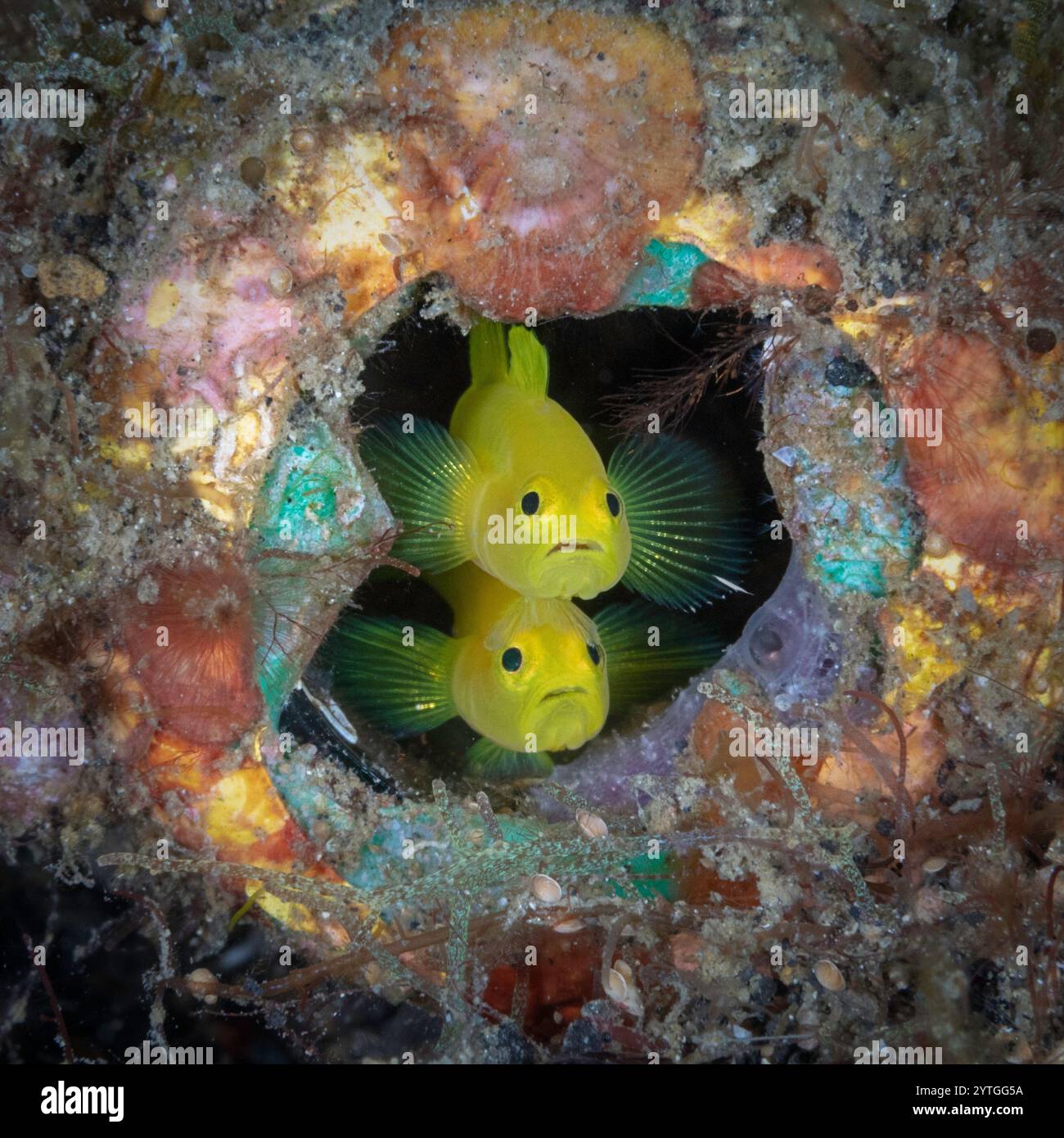 Gobiodon okinawae hi-res stock photography and images - Alamy