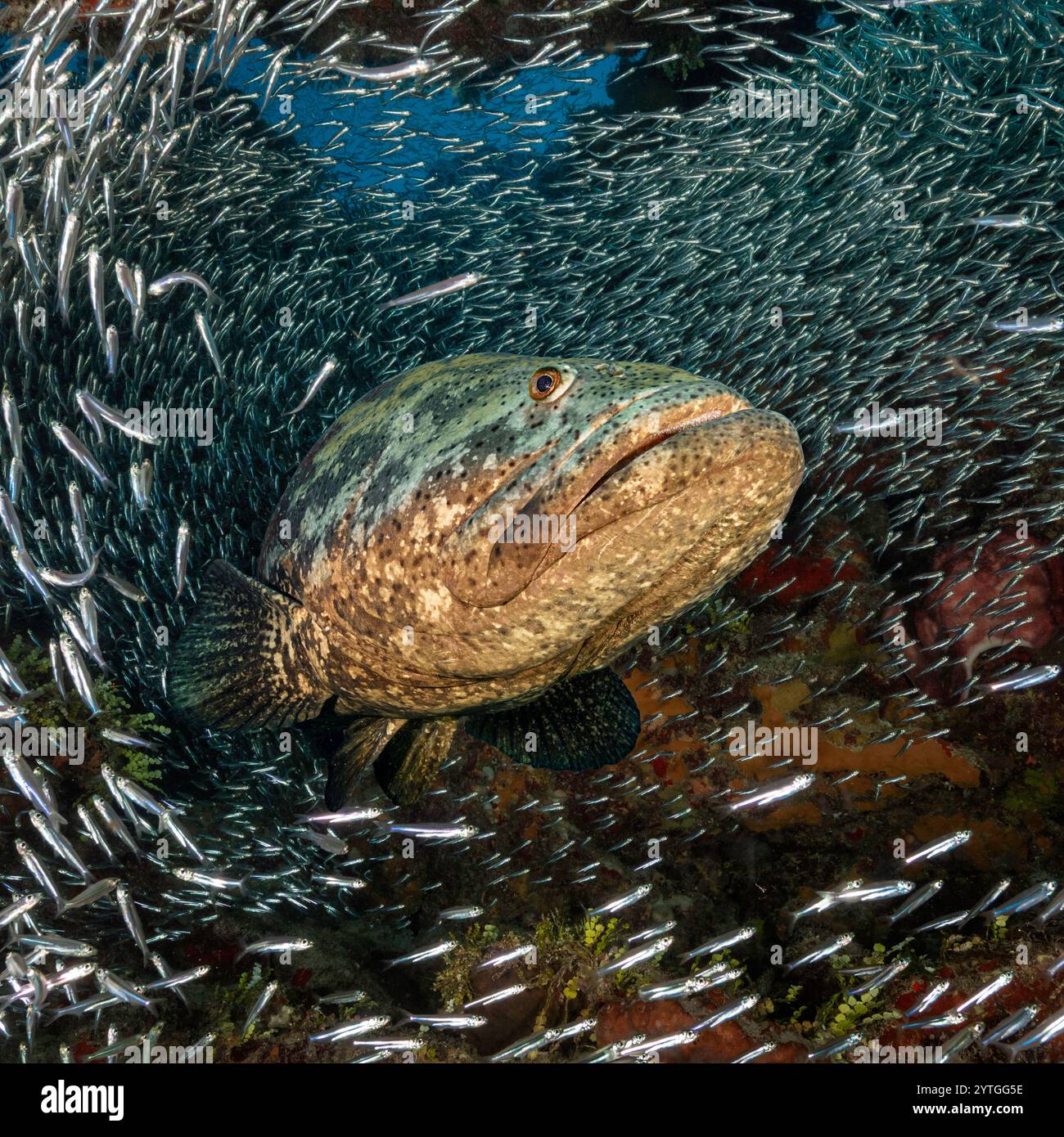 Eye level with a Goliath Grouper (Epinephelus itajara) surrounded by a ...