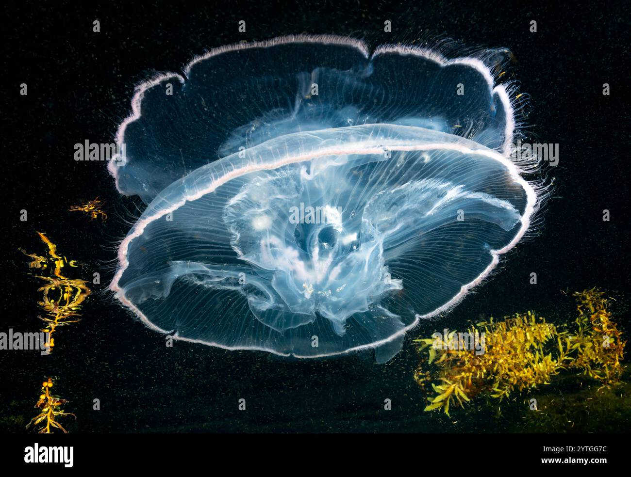 Looking up to a Moon Jellyfish (Aurelia aurita). The Jellyfish ...
