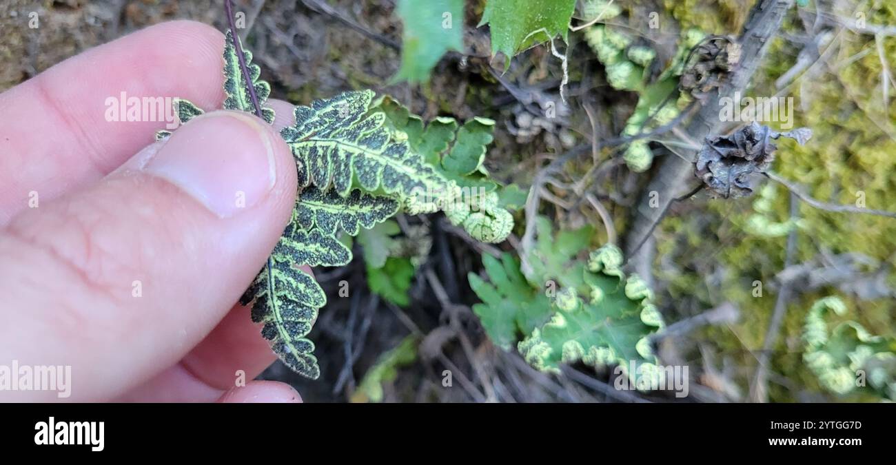 (Pentagramma triangularis triangularis Stock Photo - Alamy