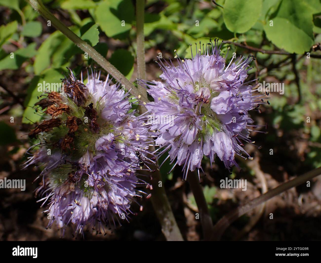 ballhead waterleaf (Hydrophyllum capitatum Stock Photo - Alamy