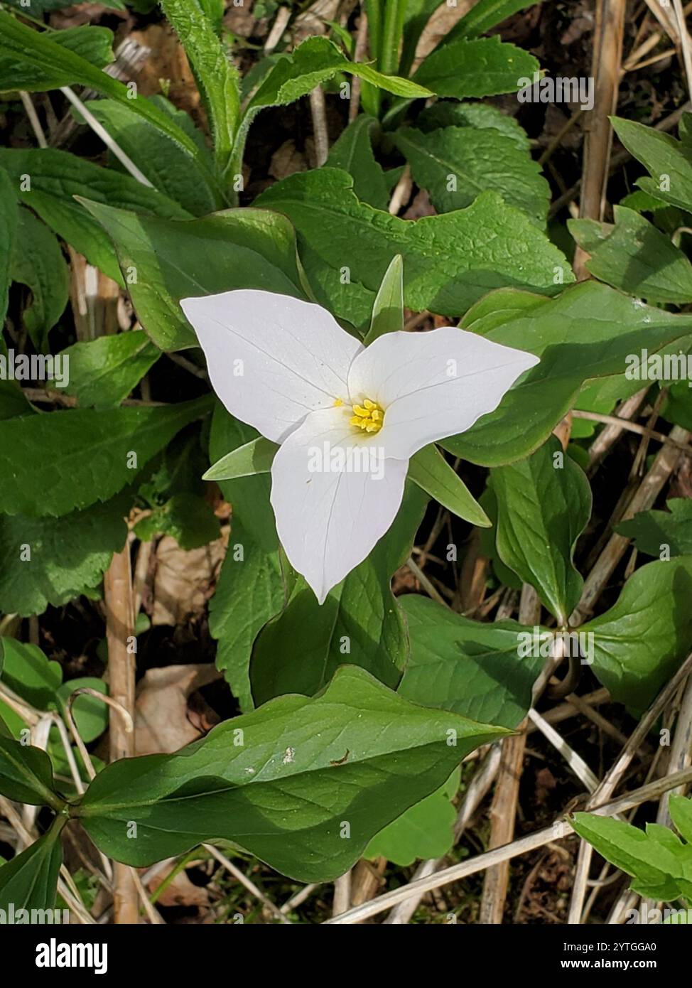 large white trillium (Trillium grandiflorum Stock Photo - Alamy