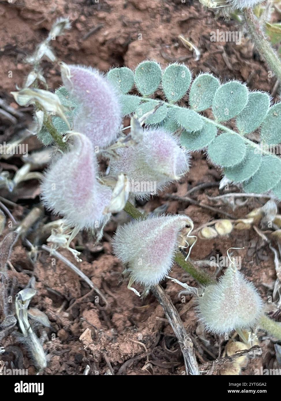 Woolly Locoweed (Astragalus mollissimus Stock Photo - Alamy