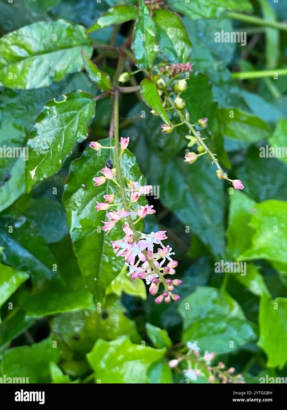 pigeonberry (Rivina humilis Stock Photo - Alamy