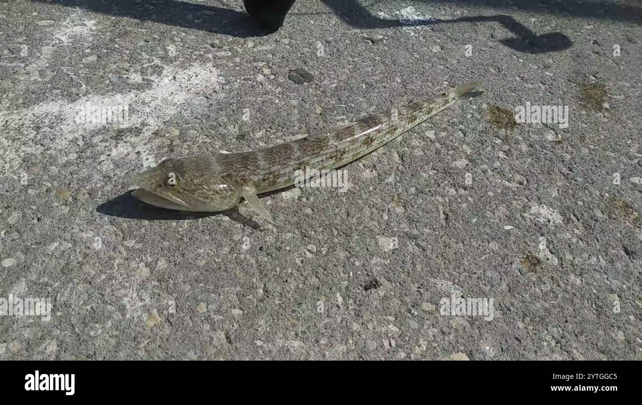 Inshore Lizardfish (Synodus foetens Stock Photo - Alamy